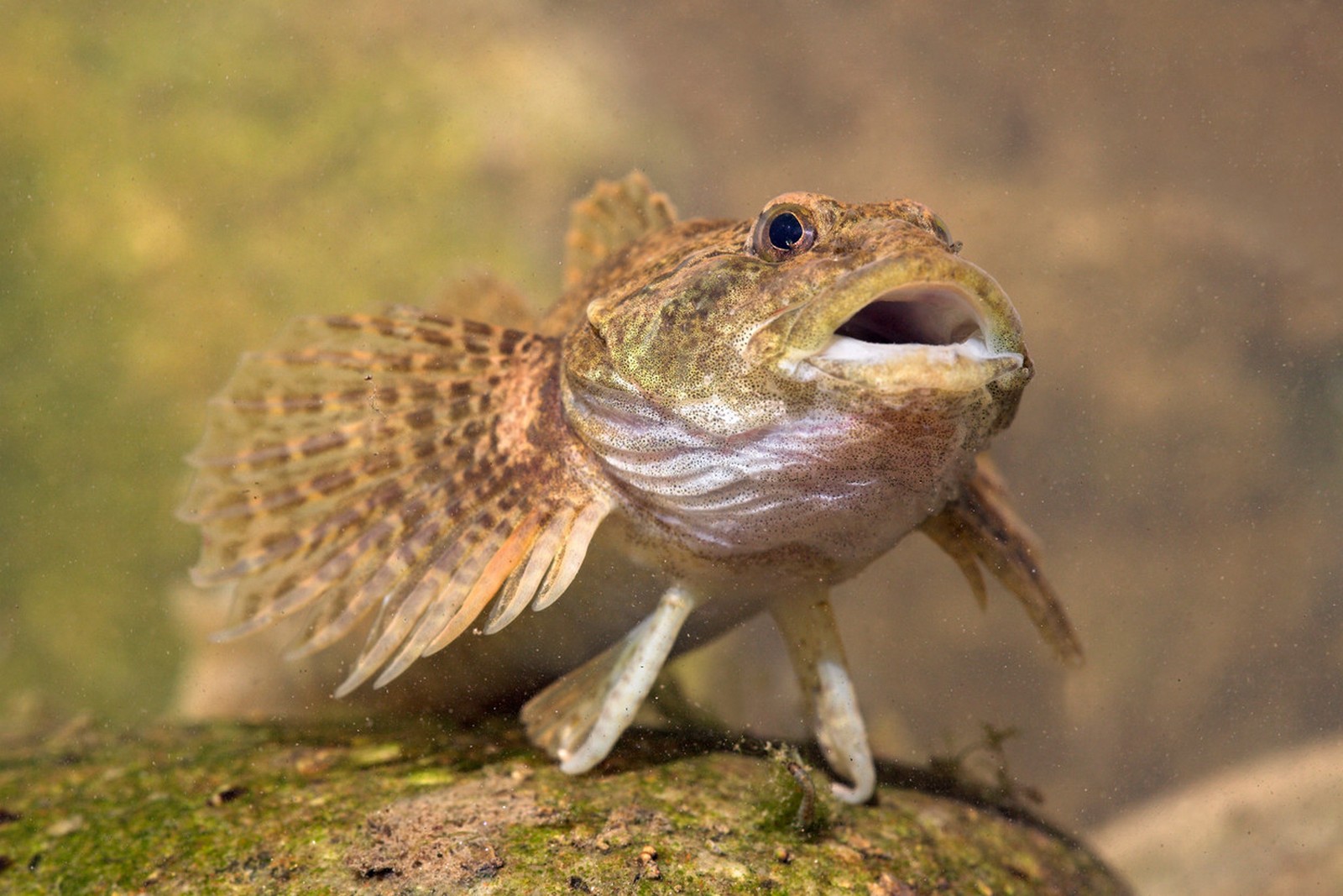 (Cottus Linnaeus, 1758) Род Коттусы, Подкаменщики, Genus Cottus ...